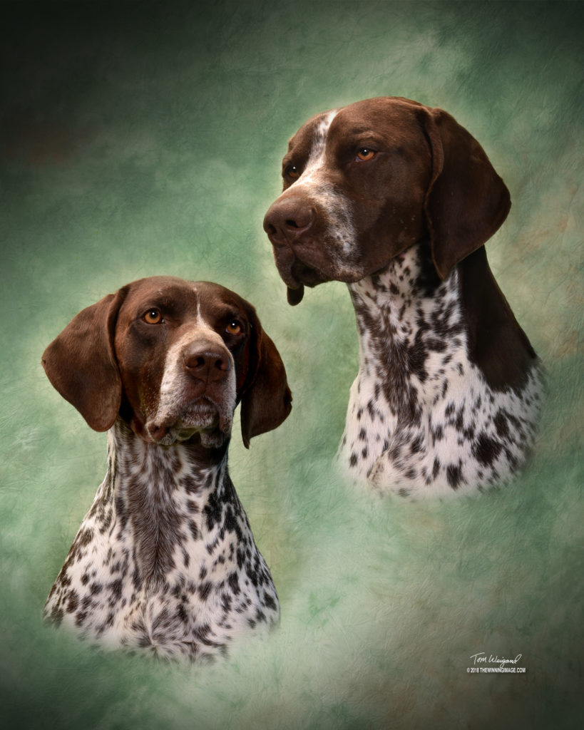 Our GSP Dogs – Partridge Family Olive Oil